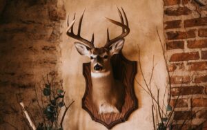 Creative Ways to Display Deer Mounts in Your Home - WillyHomes