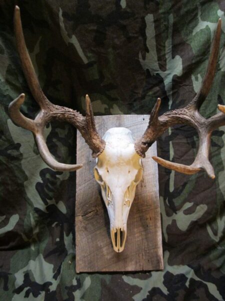 Creative Ways to Display Deer Mounts in Your Home - WillyHomes