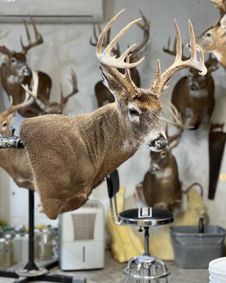 Creative Ways to Display Deer Mounts in Your Home - WillyHomes