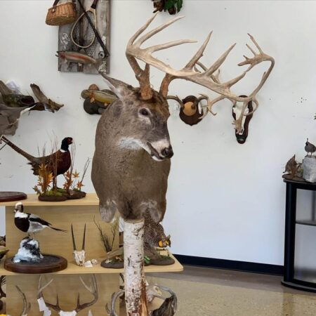 Creative Ways to Display Deer Mounts in Your Home - WillyHomes
