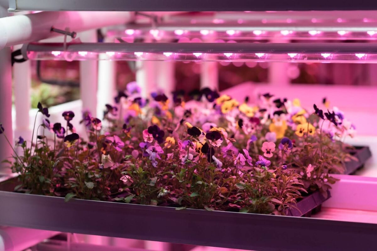 Using Grow Lights to Start a Year-Round Indoor Vegetable Garden ...